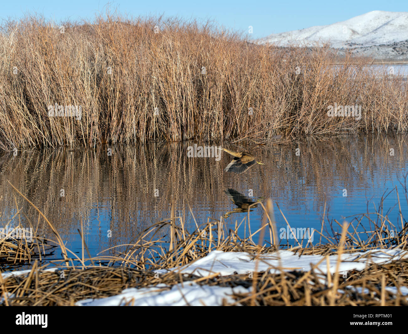 Crane over water hi-res stock photography and images - Alamy