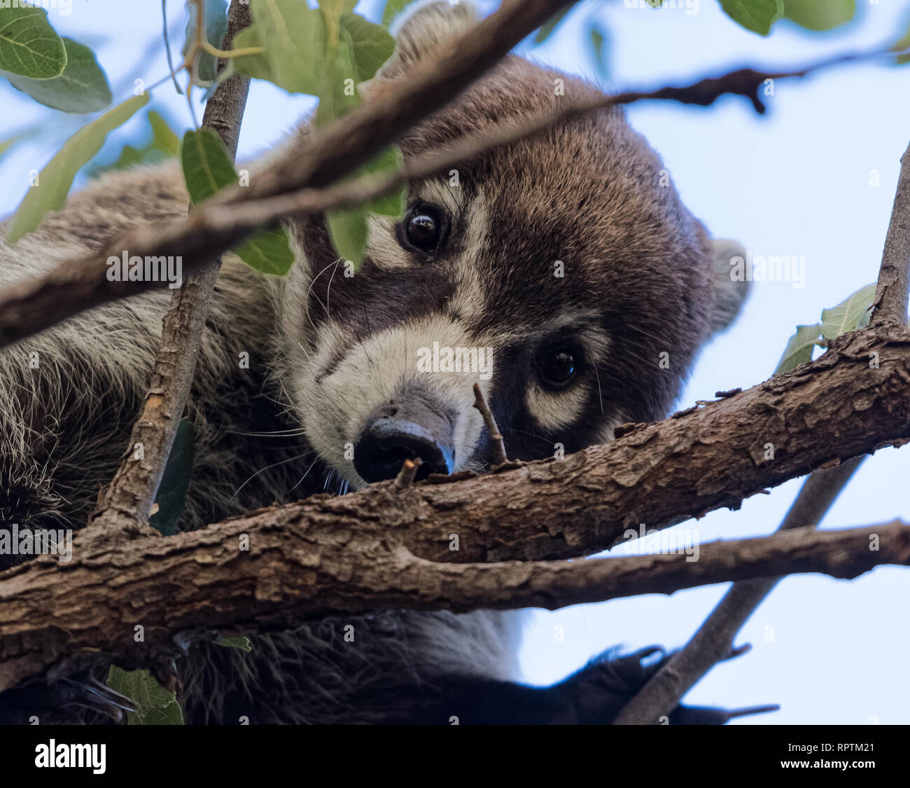 A coatimundi enjoys the forest of Madera Canyon, Arizona Stock Photo ...
