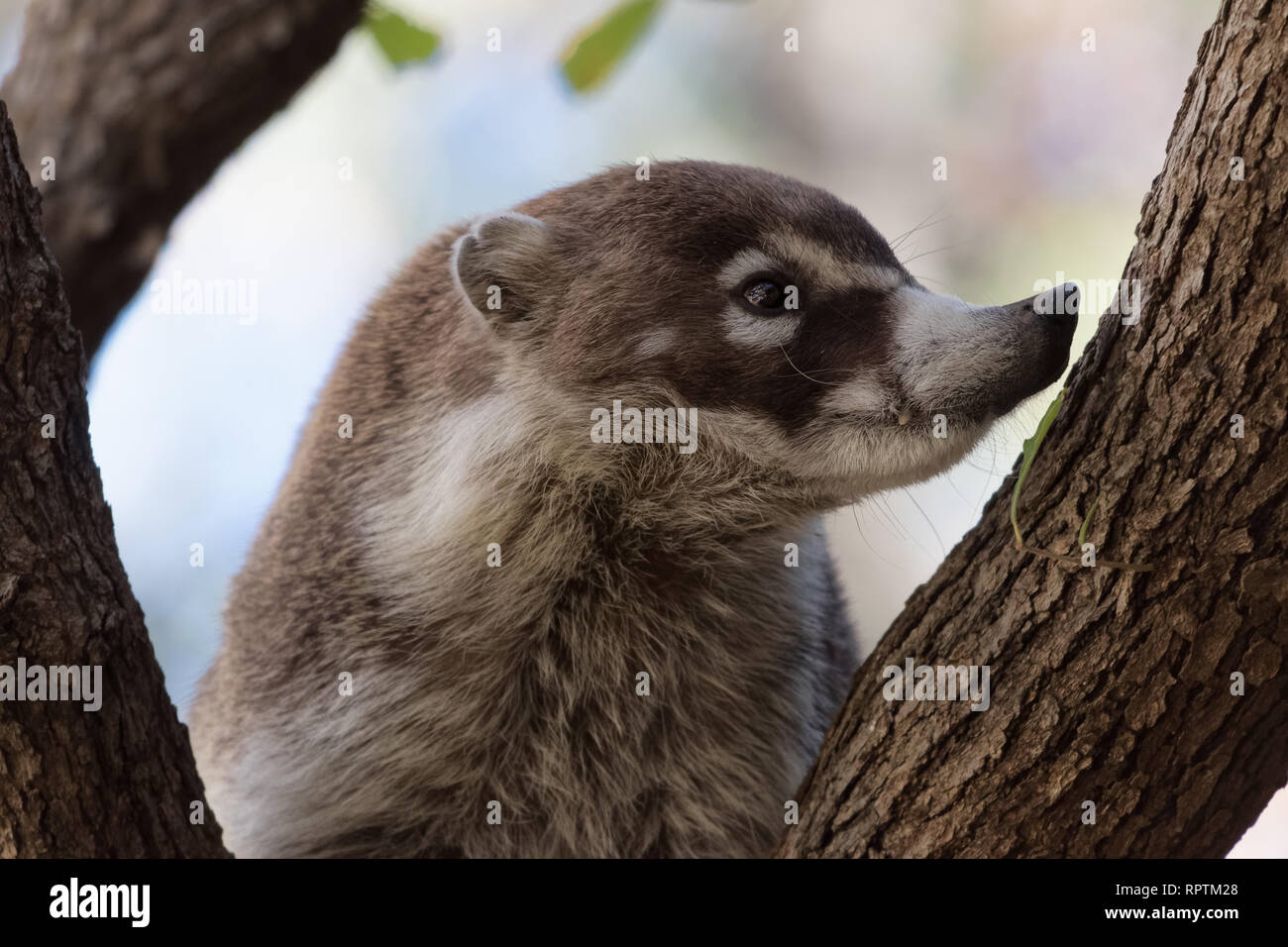 A coatimundi enjoys the forest of Madera Canyon, Arizona Stock Photo ...