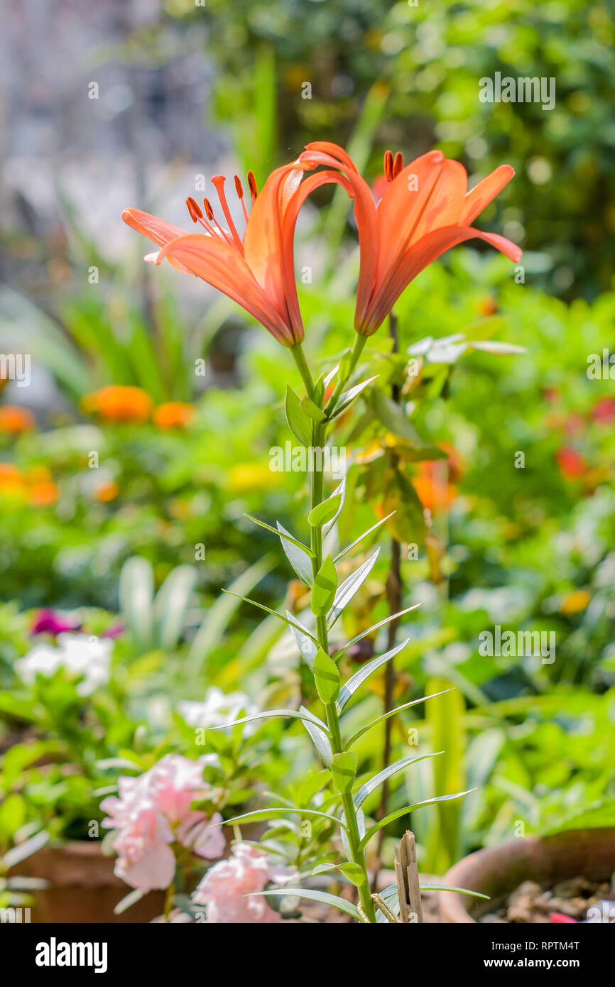 Campsis radicans, also called trumpet vine and cow itch, climber native ...