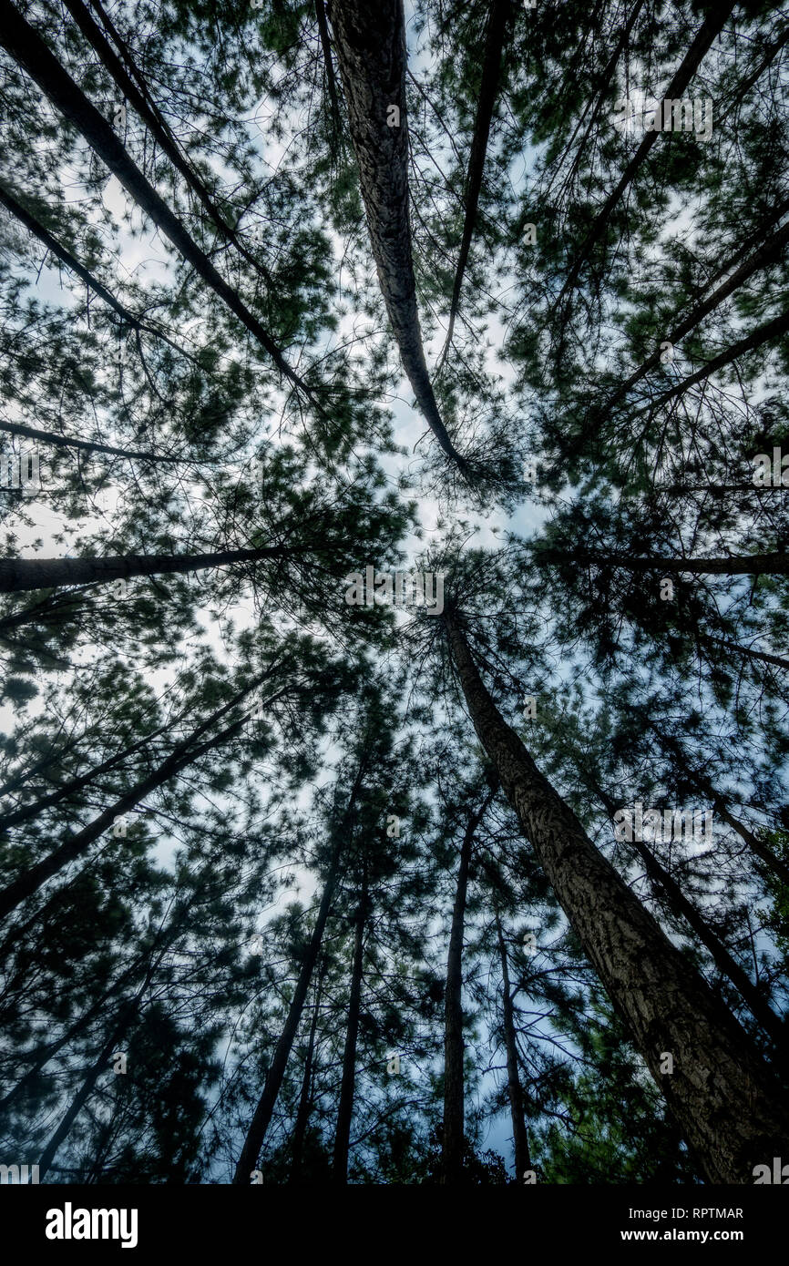 Pine tree branch from below silhouette hi-res stock photography and ...