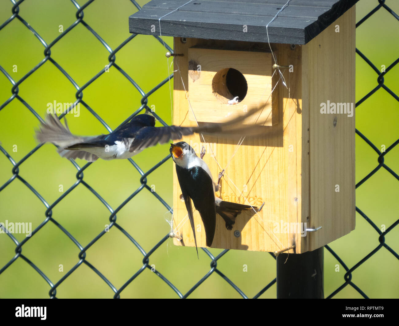Tree swallow defending nestlings hi-res stock photography and images ...