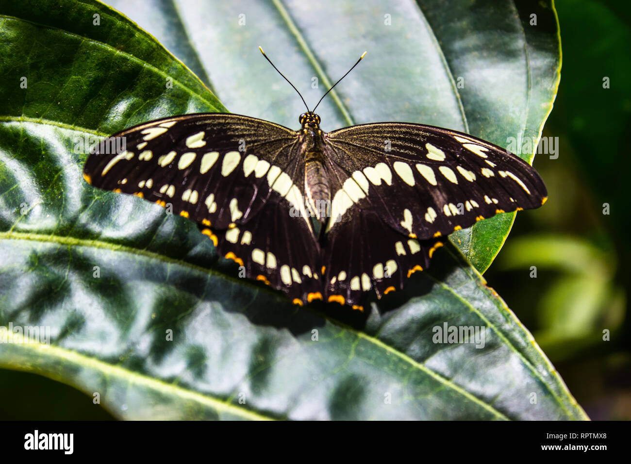 Parthenos sylvia - clipper species of nymphalid butterfly on green leaf ...