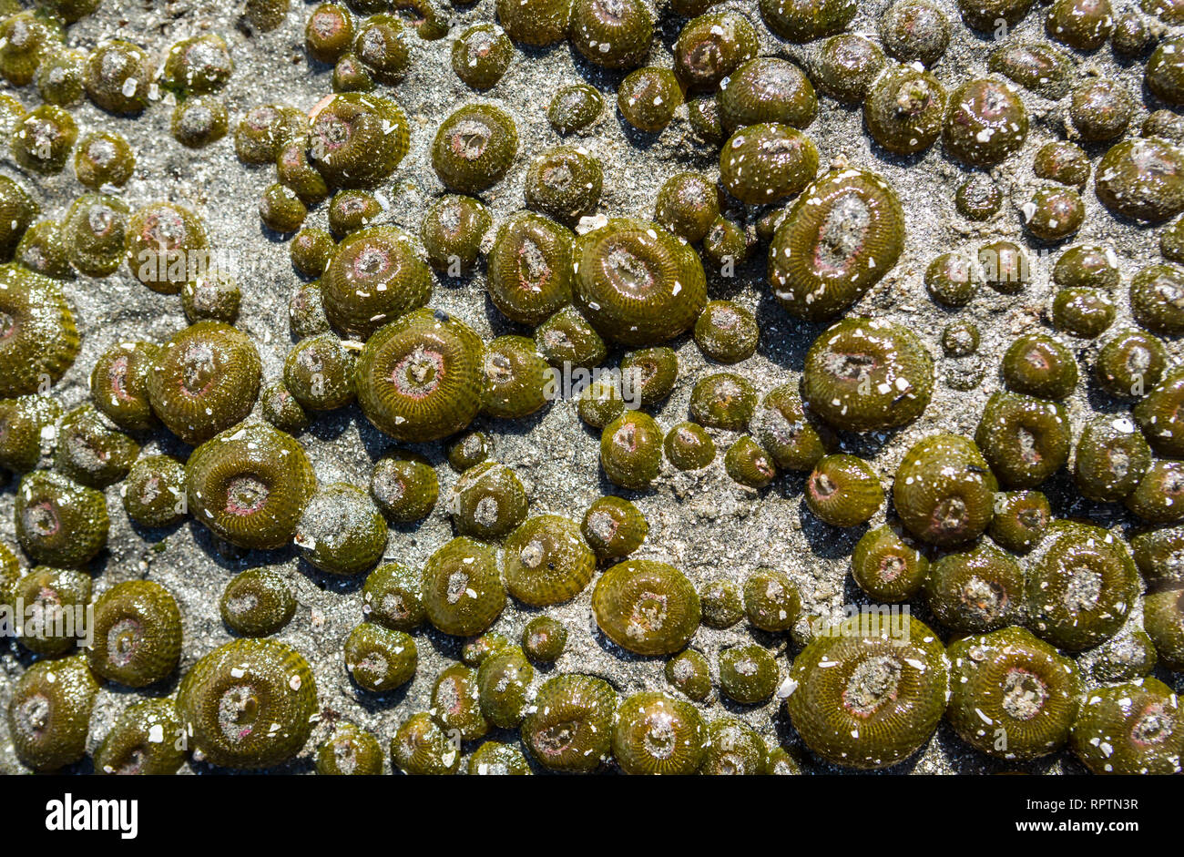 Sea anemones covering a rock on the Salish Sea, Washington State, USA ...