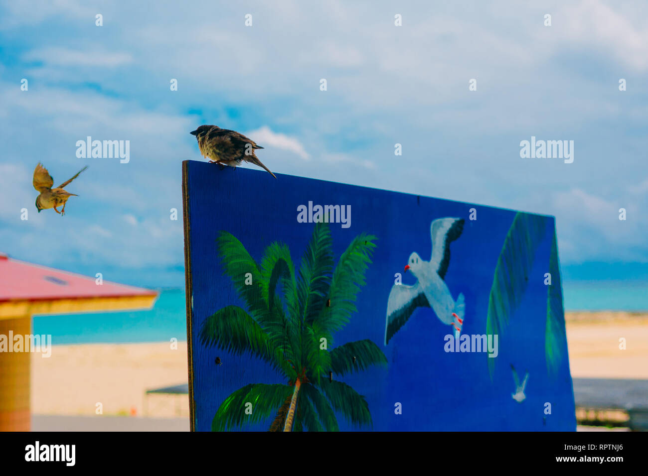 Birds playing hi-res stock photography and images - Alamy