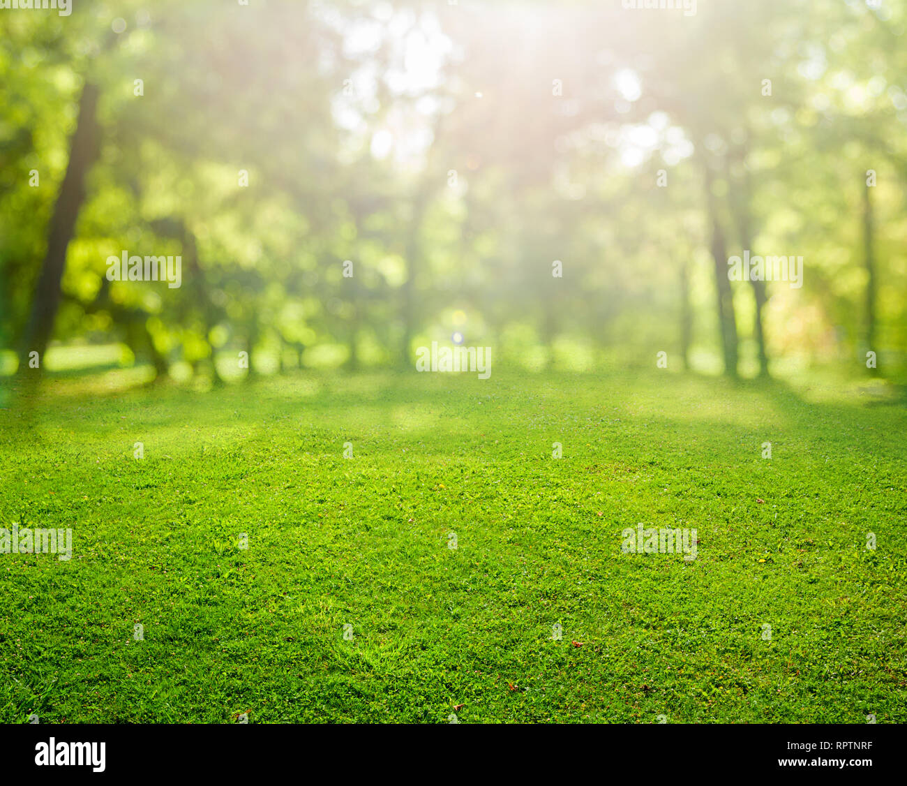 spring grass background with sunbeams Stock Photo - Alamy