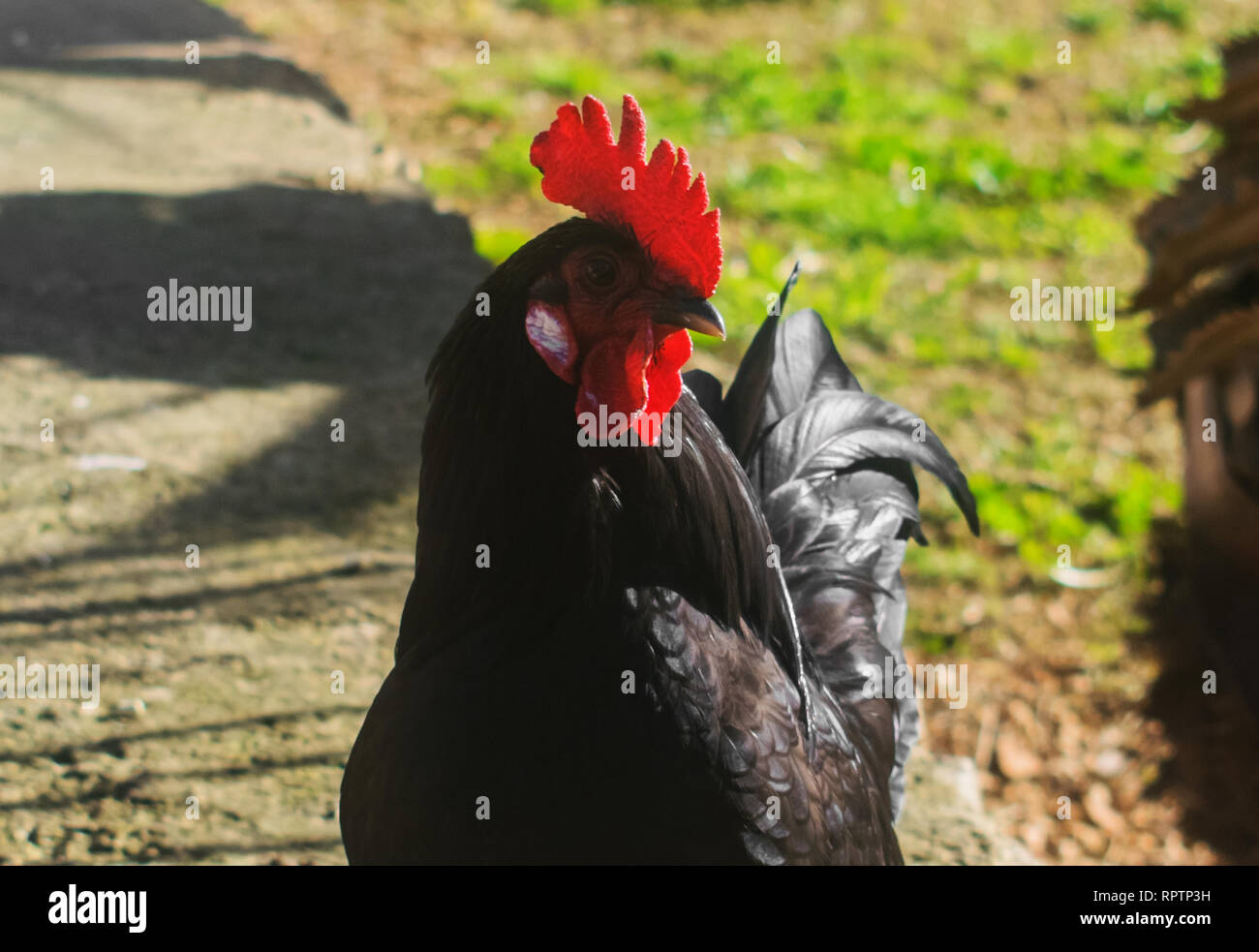 portrait of a rooster. A close-up up shot of a rooster Stock Photo - Alamy