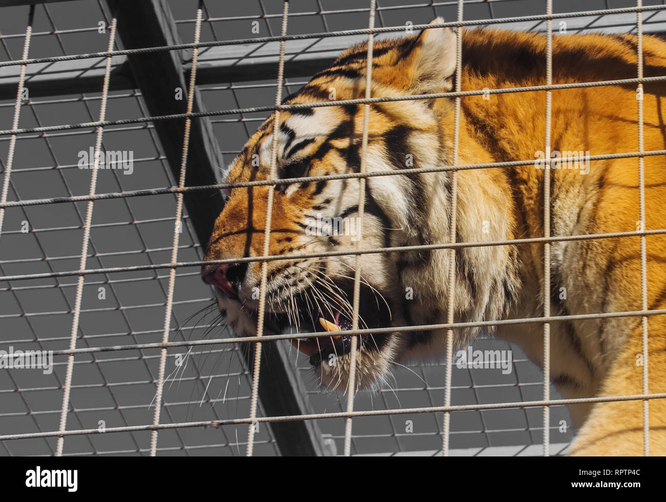 Tiger in cage hi-res stock photography and images - Alamy