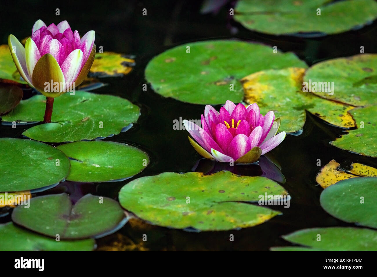 Lotus Flower Floating On Water Pink Water Lily Floating On Dark Water.