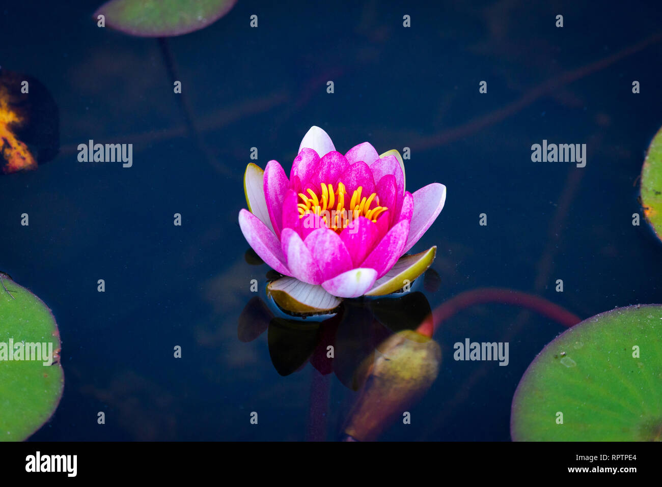 Lotus Flower Above High Resolution Stock Photography and Images - Alamy