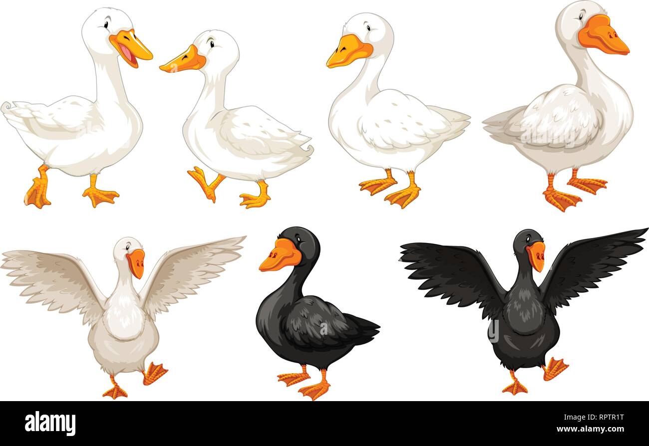 Set of duck character illustration Stock Vector Image & Art - Alamy