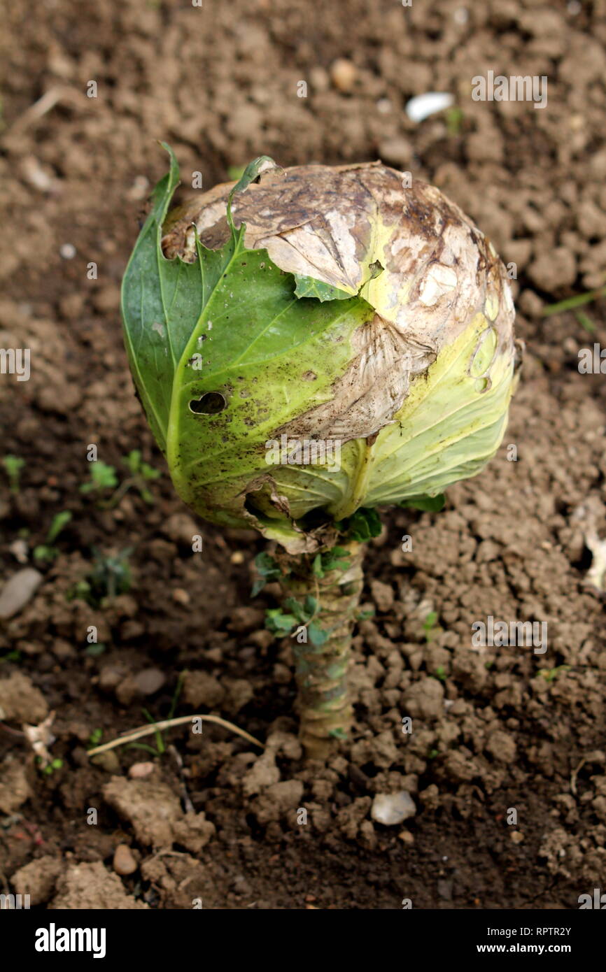 Cabbage or Headed cabbage leafy green annual vegetable crop already ...