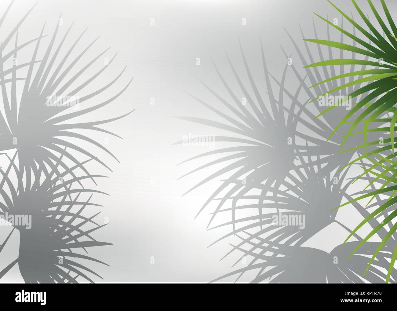 Palm tree leaves shadow Stock Vector Images - Alamy