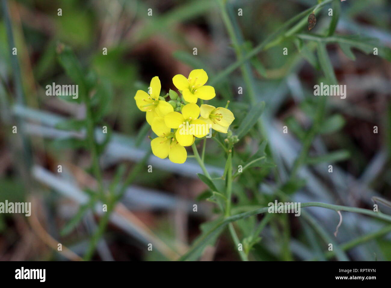 Field mustard or Brassica rapa or Turnip rape or Bird rape or Keblock ...