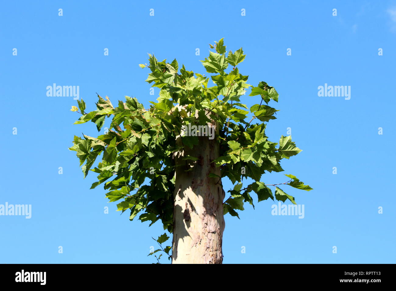 Fresh new branches with light green leaves growing from old tree stump ...