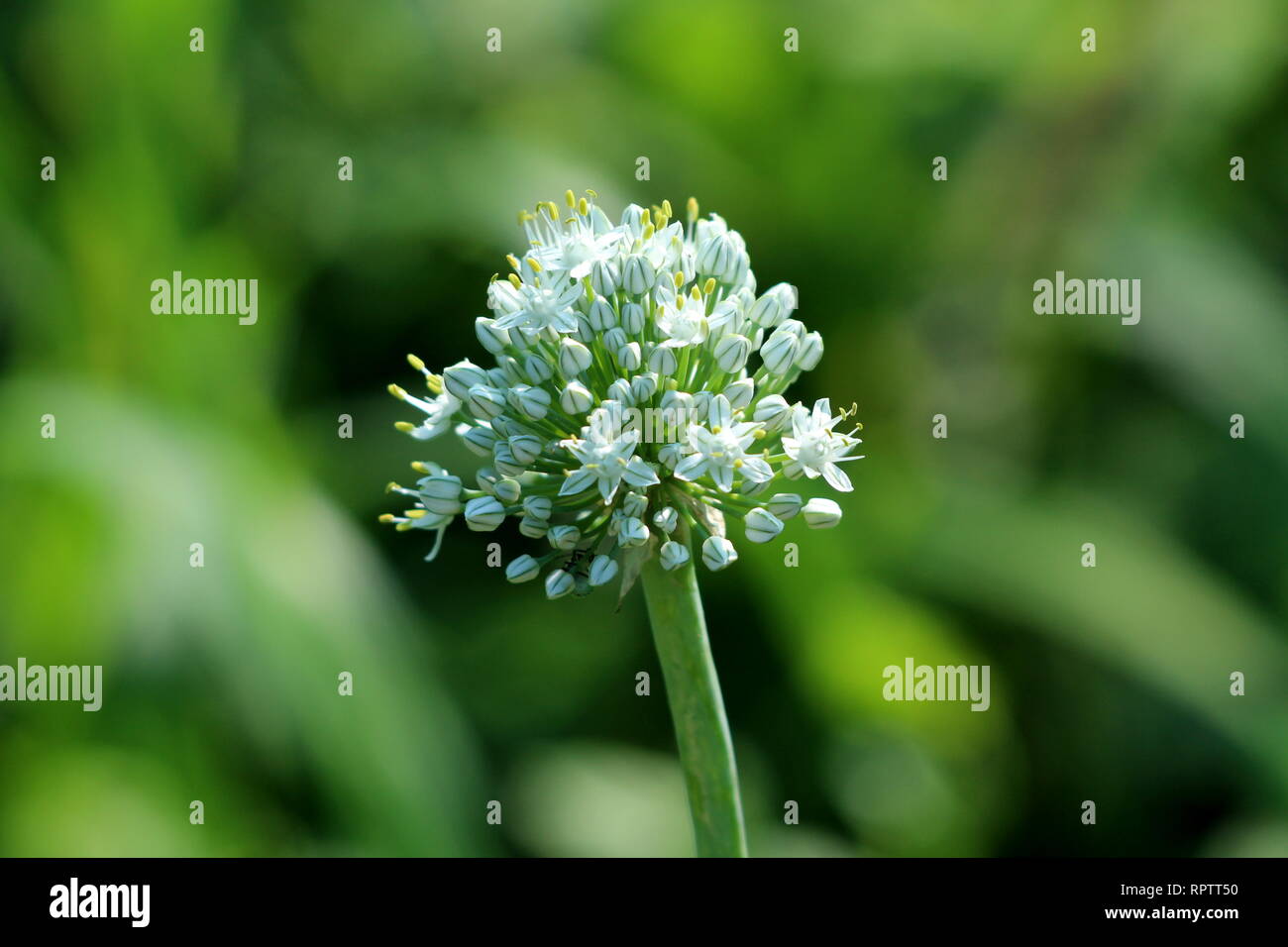 Garlic or Allium sativum bulbous plant with multiple small white ...