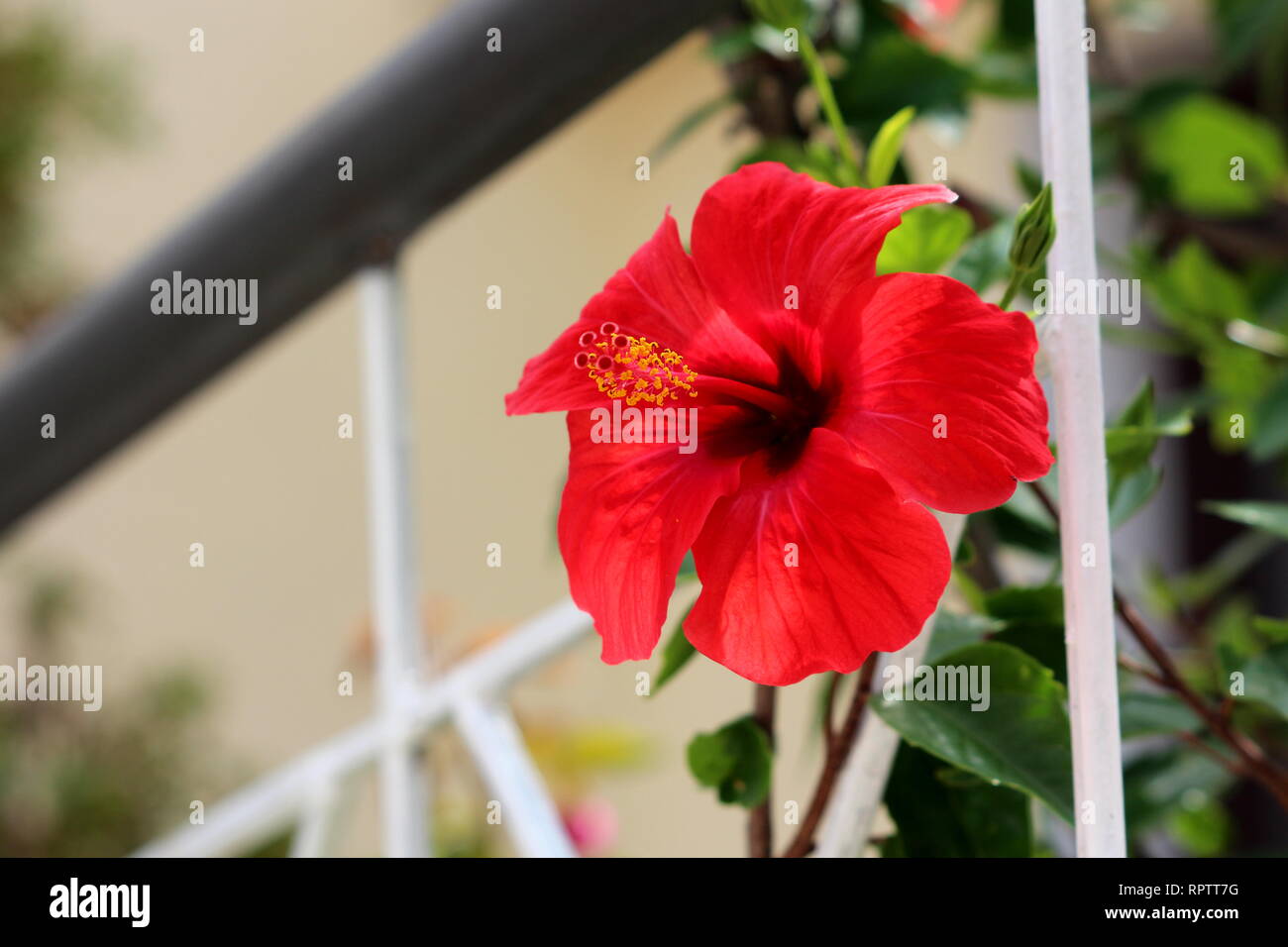 Hibiscus syriacus or Rose of Sharon or Syrian ketmia or Rose mallow or ...