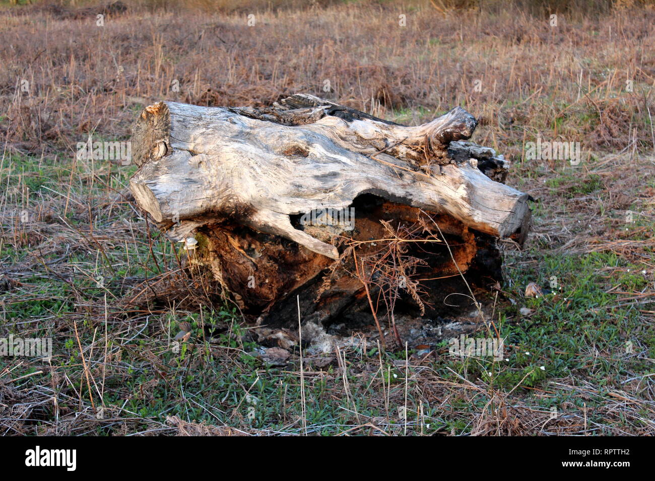 Large cut down and digged out tree stump left in middle of field ...