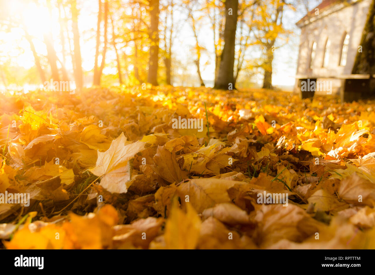 Beautiful season maple leaves fallen hi-res stock photography and images - Alamy