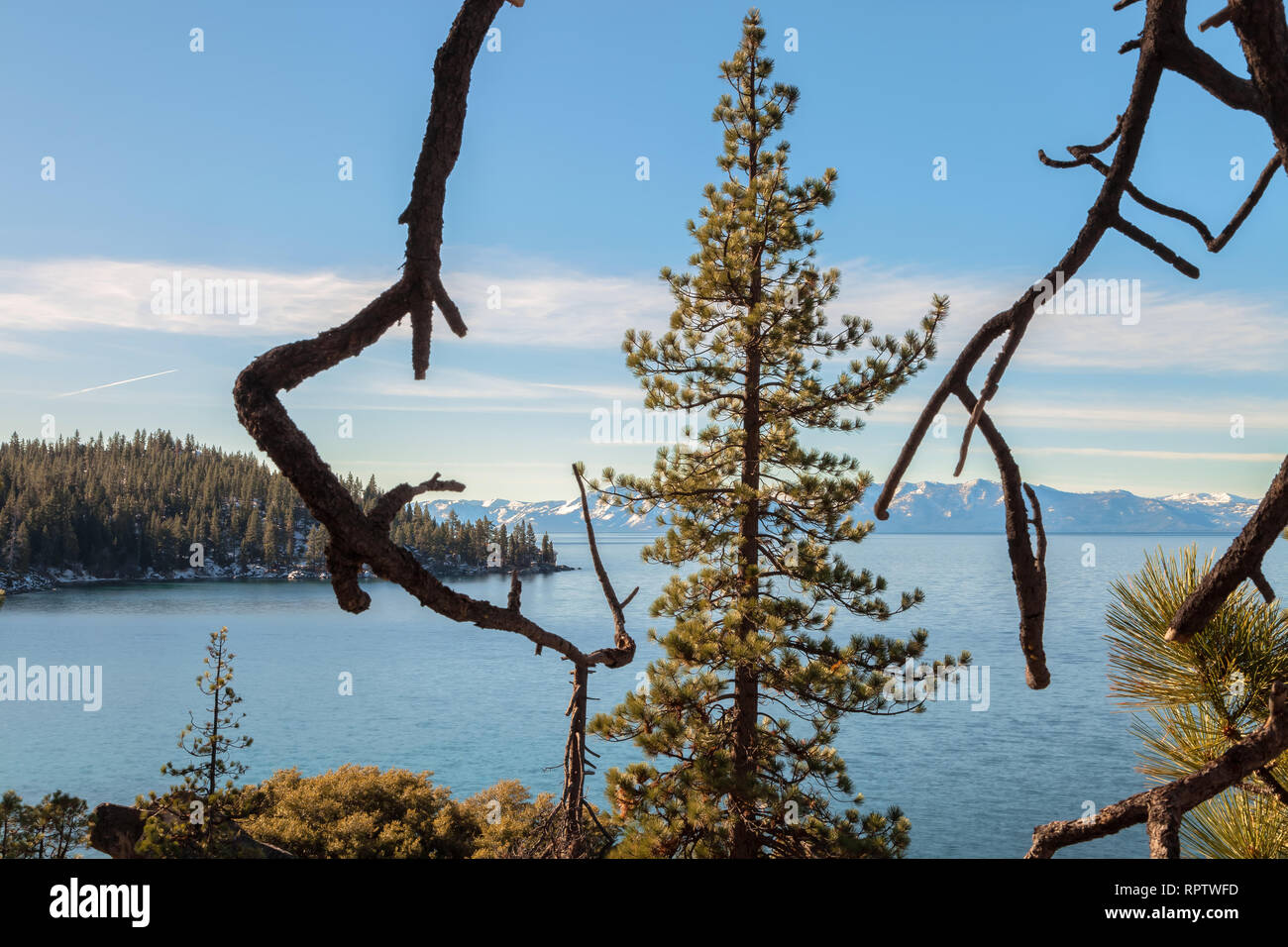Jeffrey pine trees along the Lake Tahoe shore line, Lake Tahoe State ...