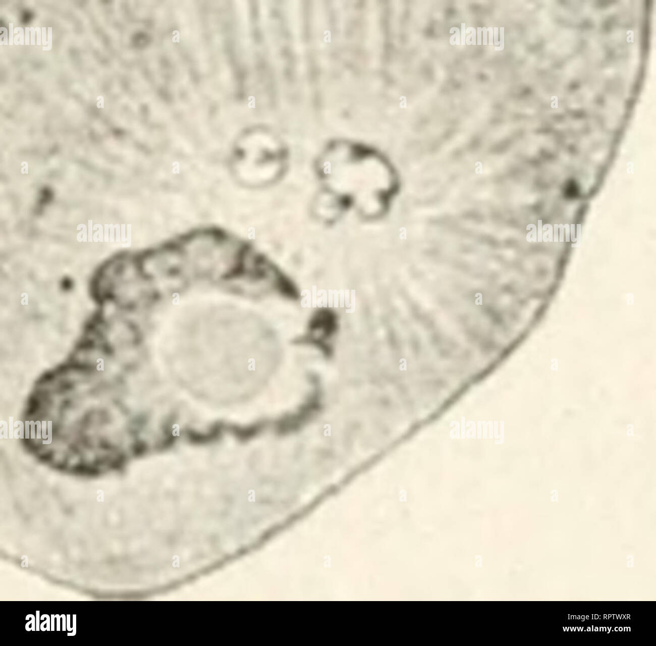 Vierteilung hi-res stock photography and images - Alamy