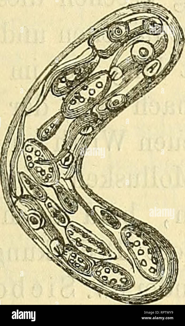 Leucochloridium Paradoxum Microscope