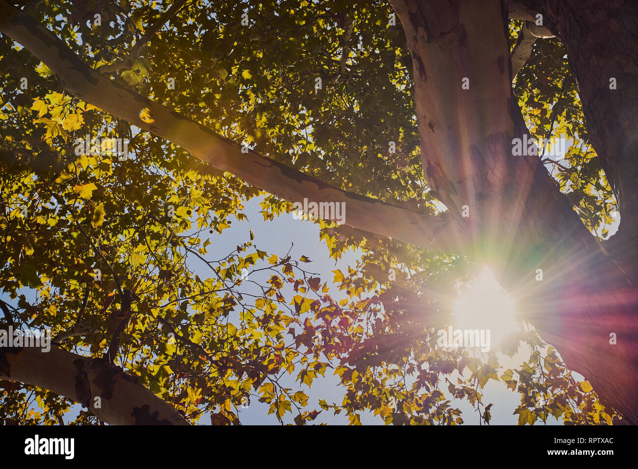 sun shines bright and colorful through branches of a maple tree Stock ...