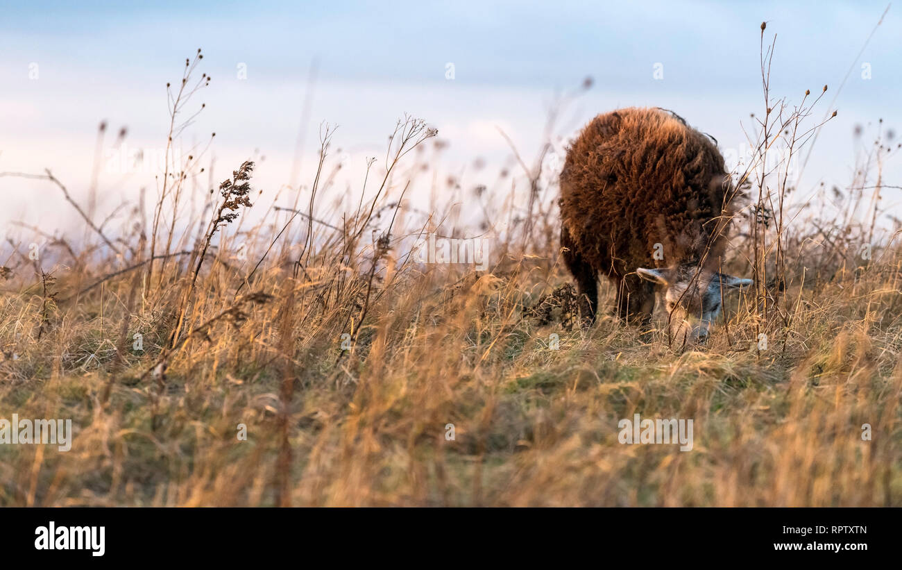 Sheep in reed field hi-res stock photography and images - Alamy