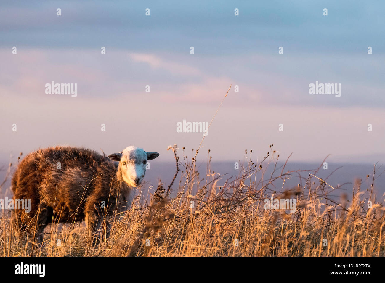 Sheep watcher hi-res stock photography and images - Alamy