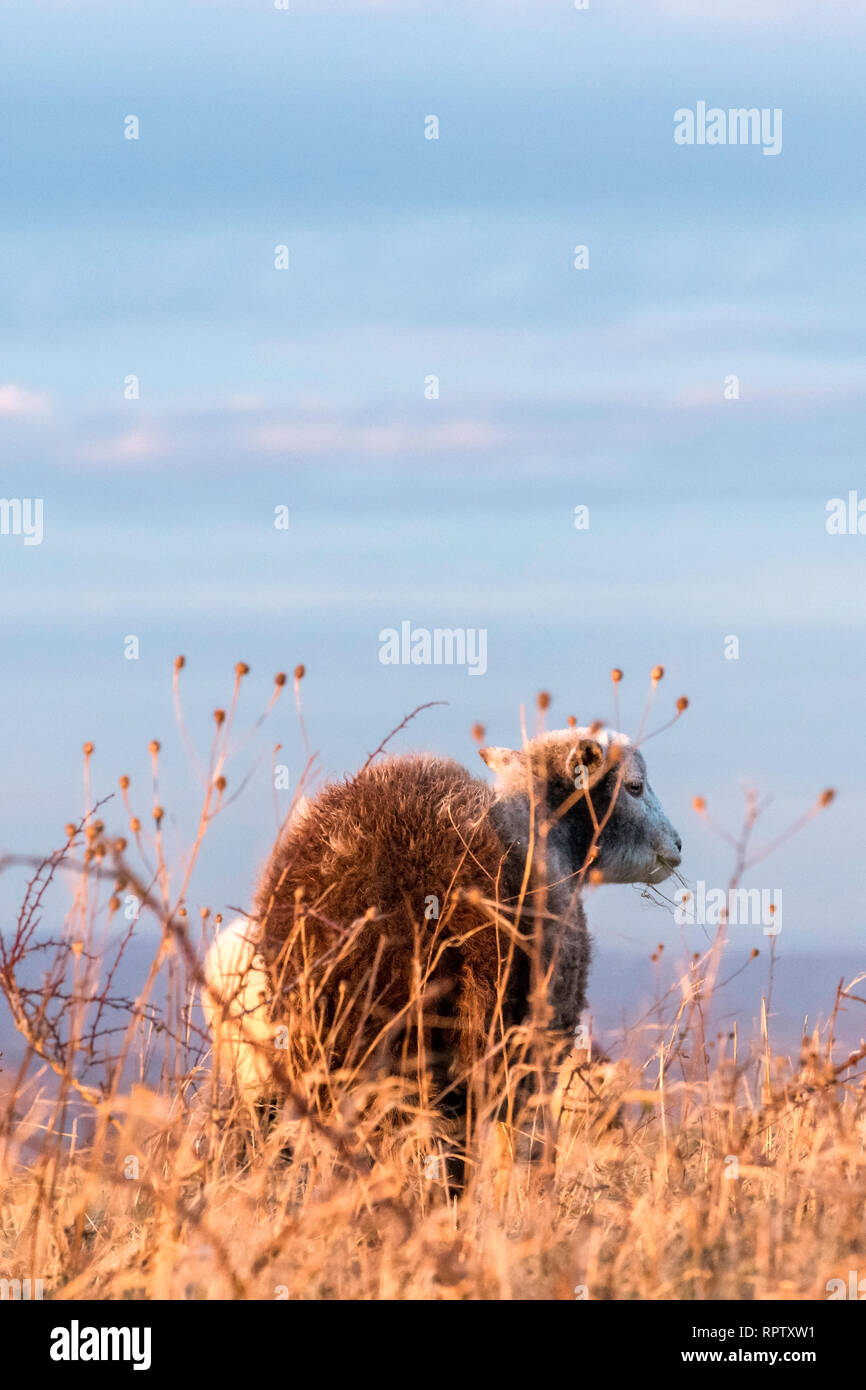 Sheep watcher hi-res stock photography and images - Alamy