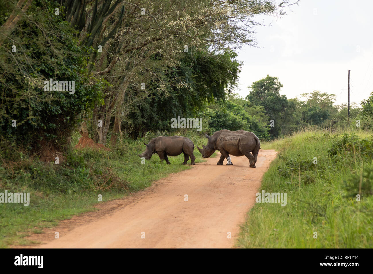 A female White Rhinoceros (Ceratotherium simum) crossing the dirt road ...