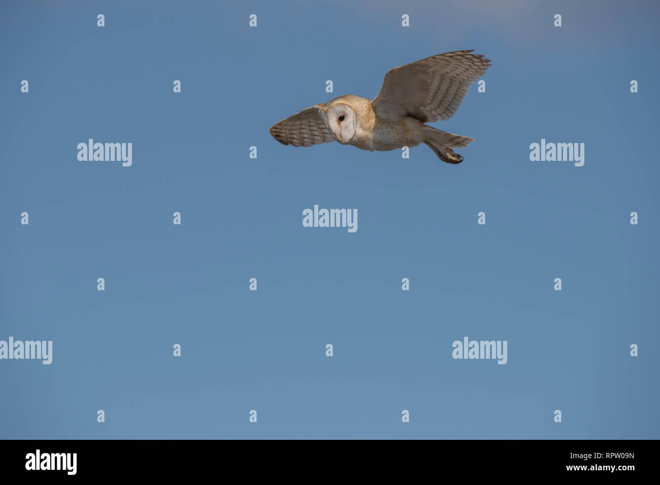 Barn owl in flight Stock Photo - Alamy