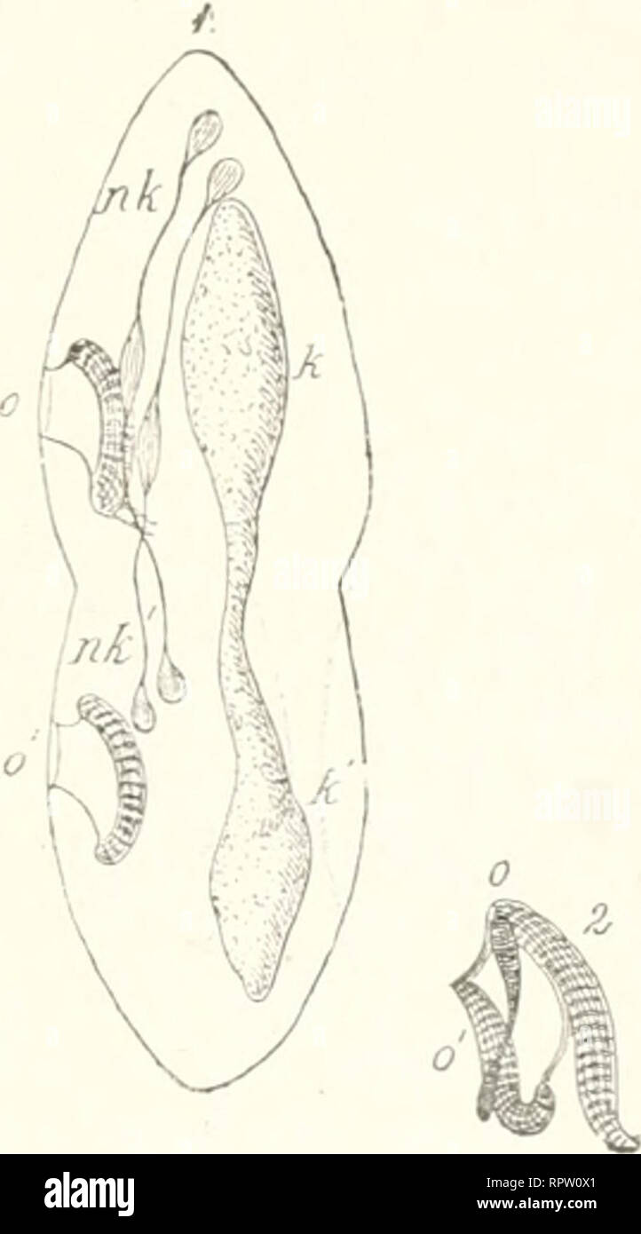. Allgemeine Biologie. Cytology; Histology. Fig. 259. Paramaecium ...