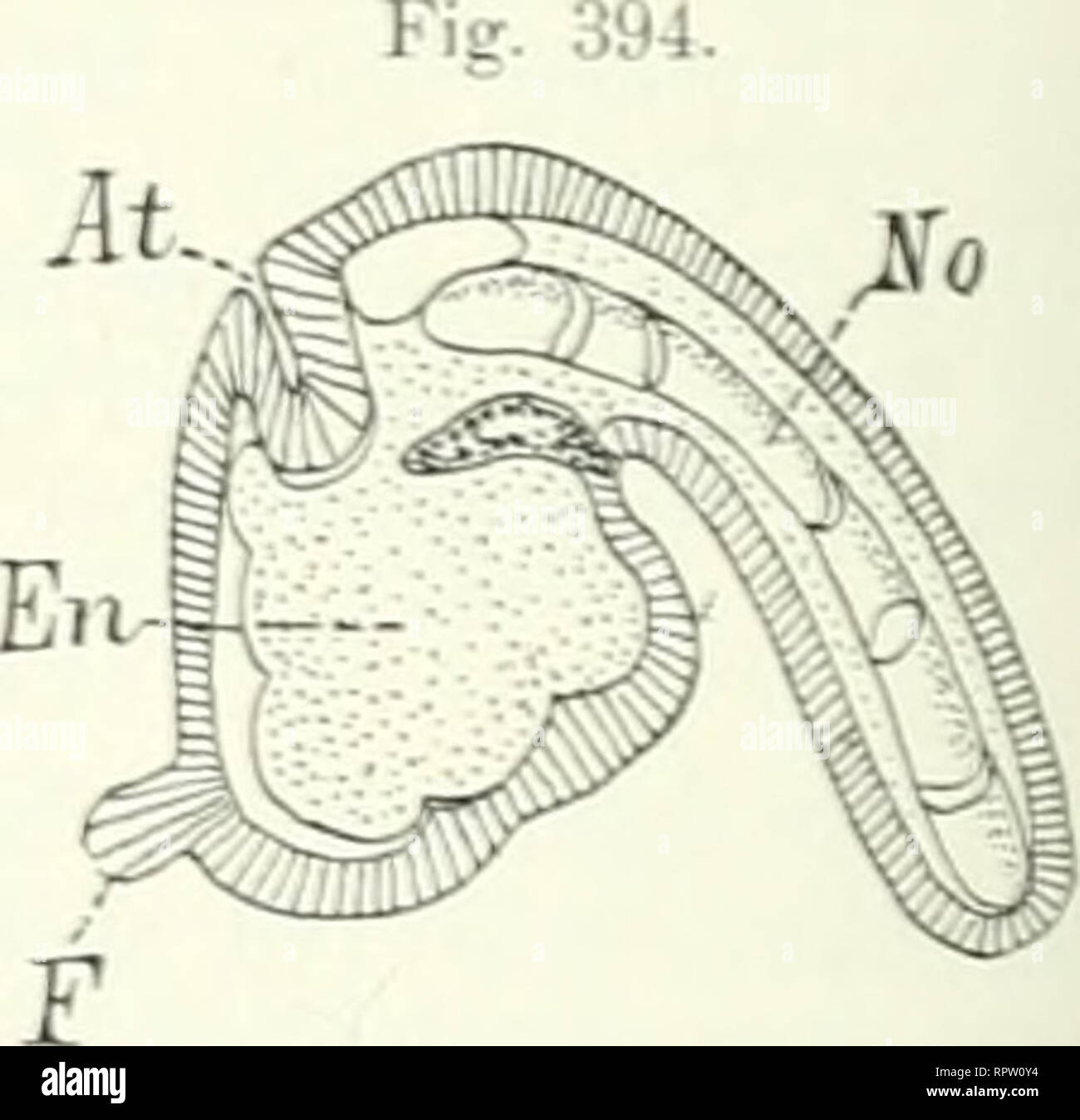 Vierteilung hi-res stock photography and images - Alamy