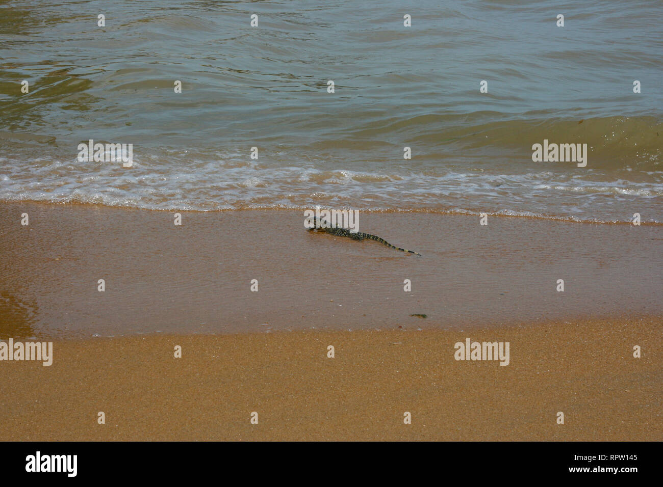 Monitor lizard entering the sea, Malacca (Melaka), Malaysia Stock Photo ...