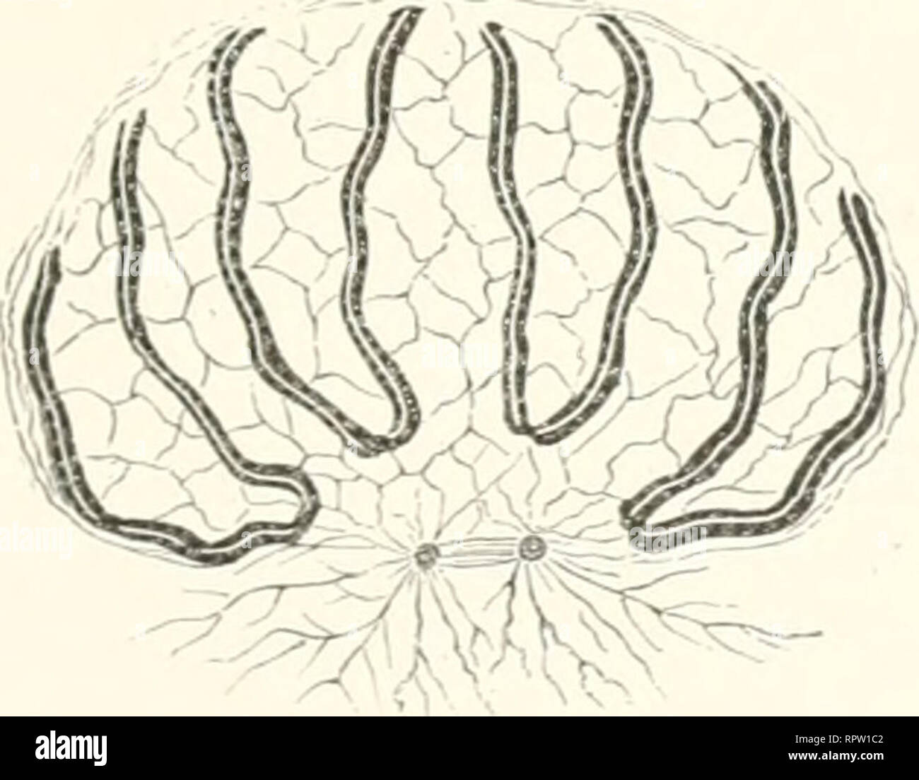 . Allgemeine Biologie. Cytology; Histology. IV. I>ic Fortpflanzung der ...