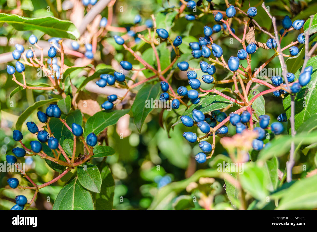 Laurestine plant (Viburnum tinus) detail, nature background Stock Photo ...