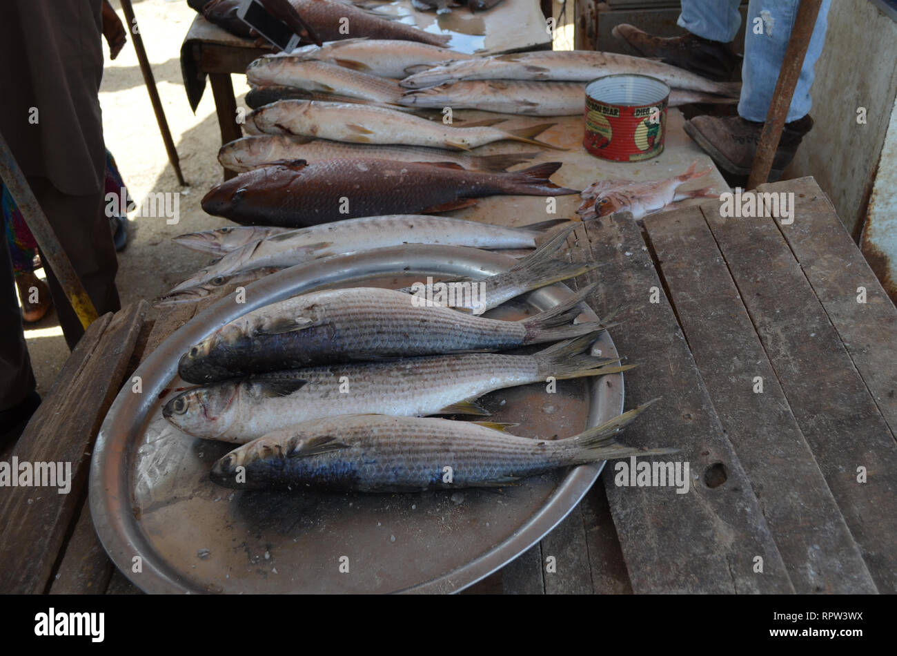 Fish for sale in the stalls of Mbour fish market, Senegal Stock Photo ...