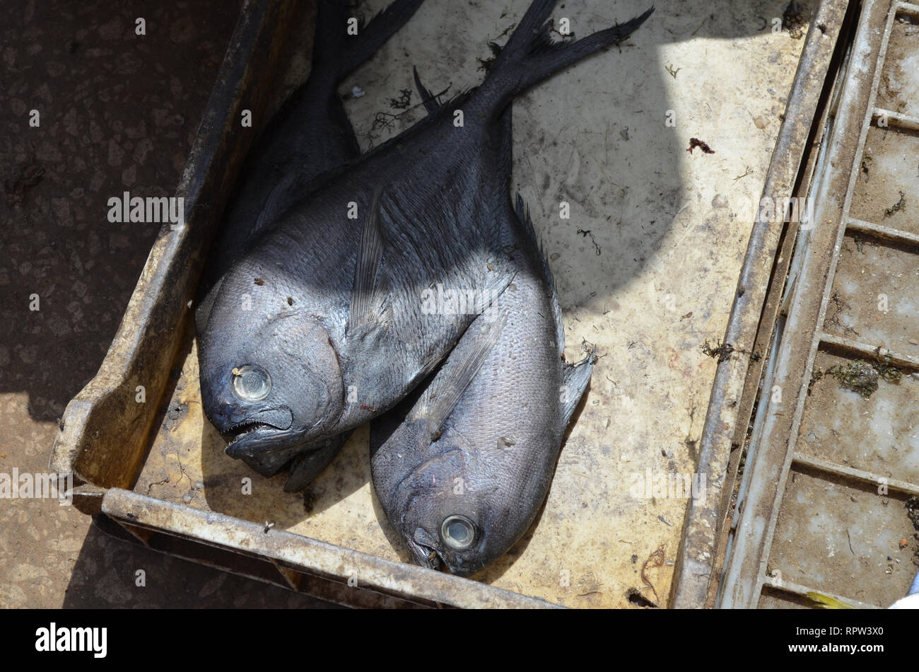 Fish for sale in the stalls of Mbour fish market, Senegal Stock Photo ...