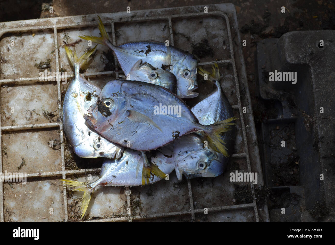 Fish for sale in the stalls of Mbour fish market, Senegal Stock Photo ...