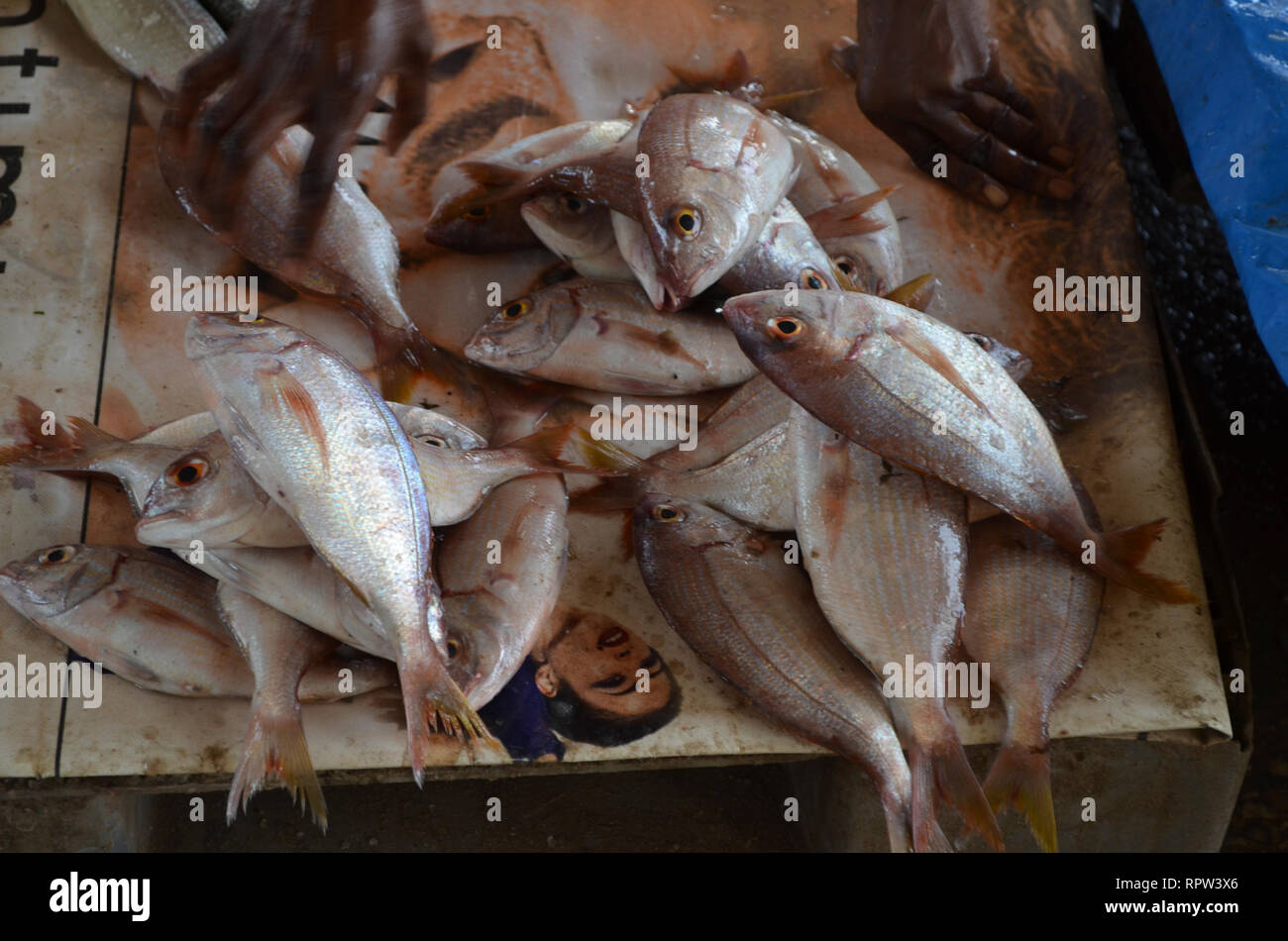 Fish for sale in the stalls of Mbour fish market, Senegal Stock Photo ...
