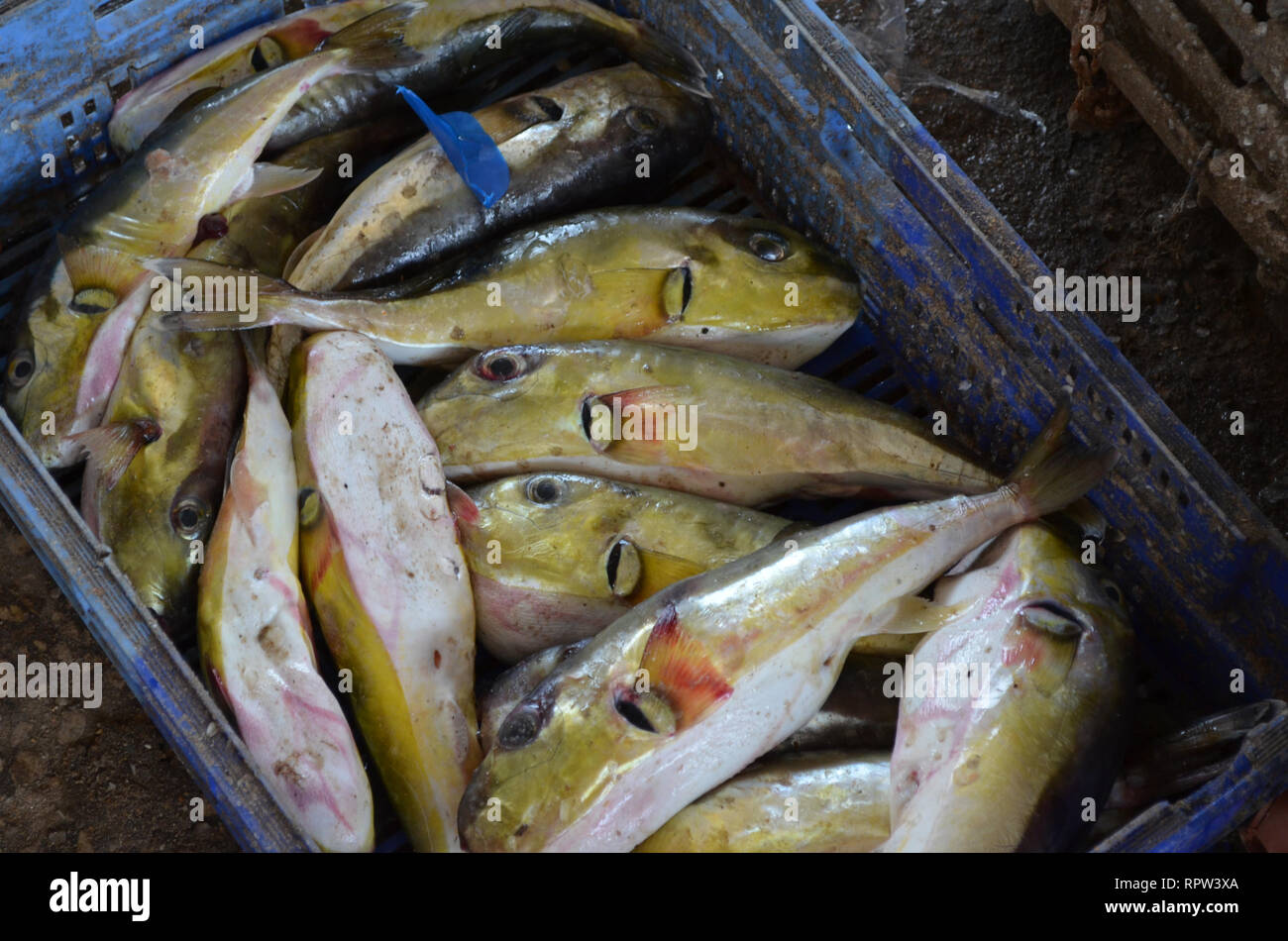 Fish for sale in the stalls of Mbour fish market, Senegal Stock Photo ...