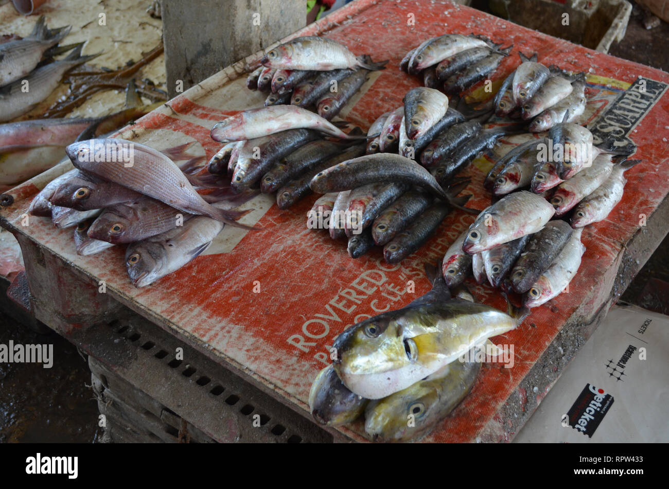 Fish for sale in the stalls of Mbour fish market, Senegal Stock Photo ...