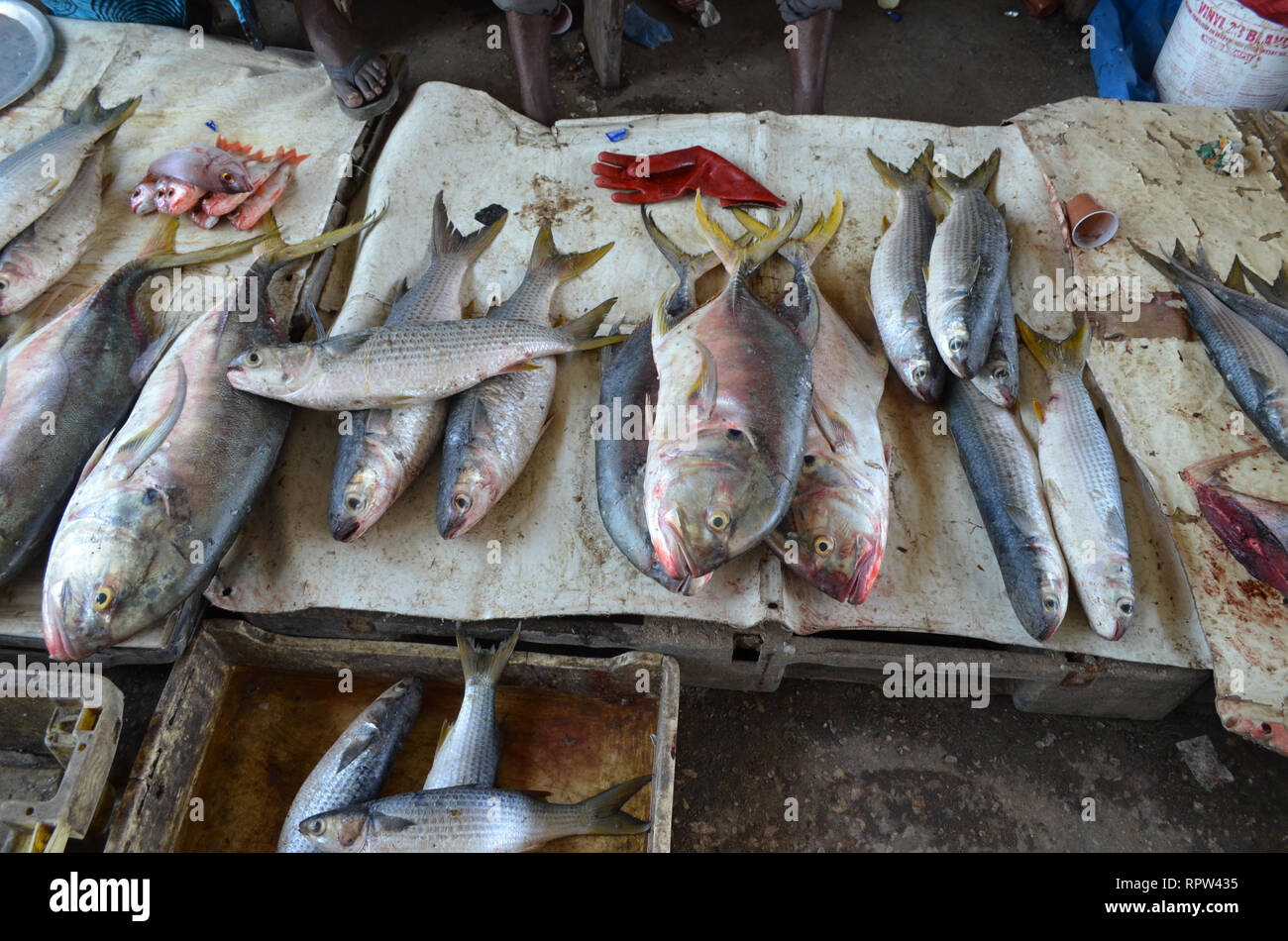 Fish for sale in the stalls of Mbour fish market, Senegal Stock Photo ...