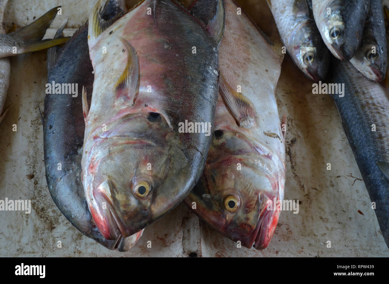Fish for sale in the stalls of Mbour fish market, Senegal Stock Photo ...