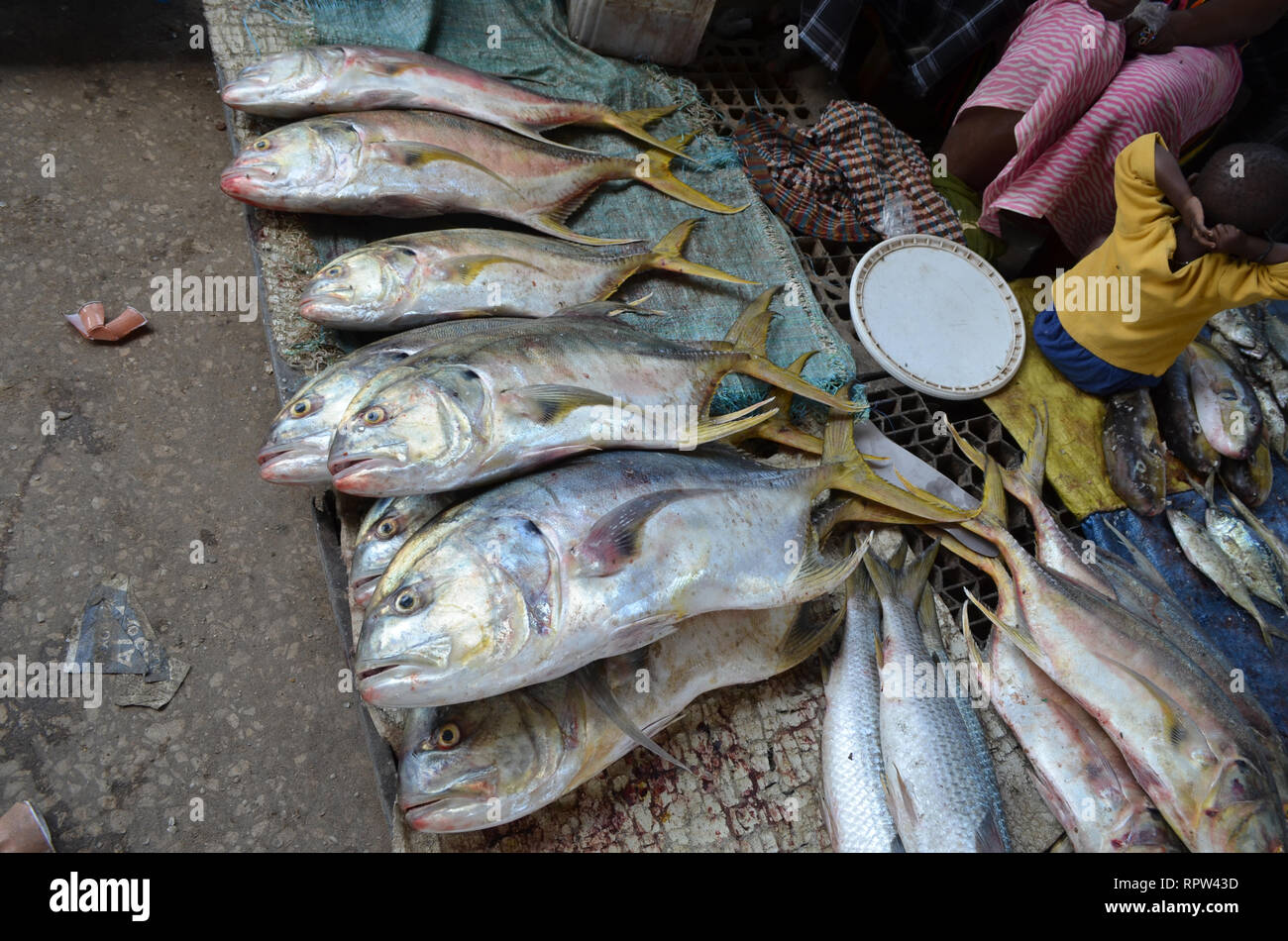 Fish for sale in the stalls of Mbour fish market, Senegal Stock Photo ...