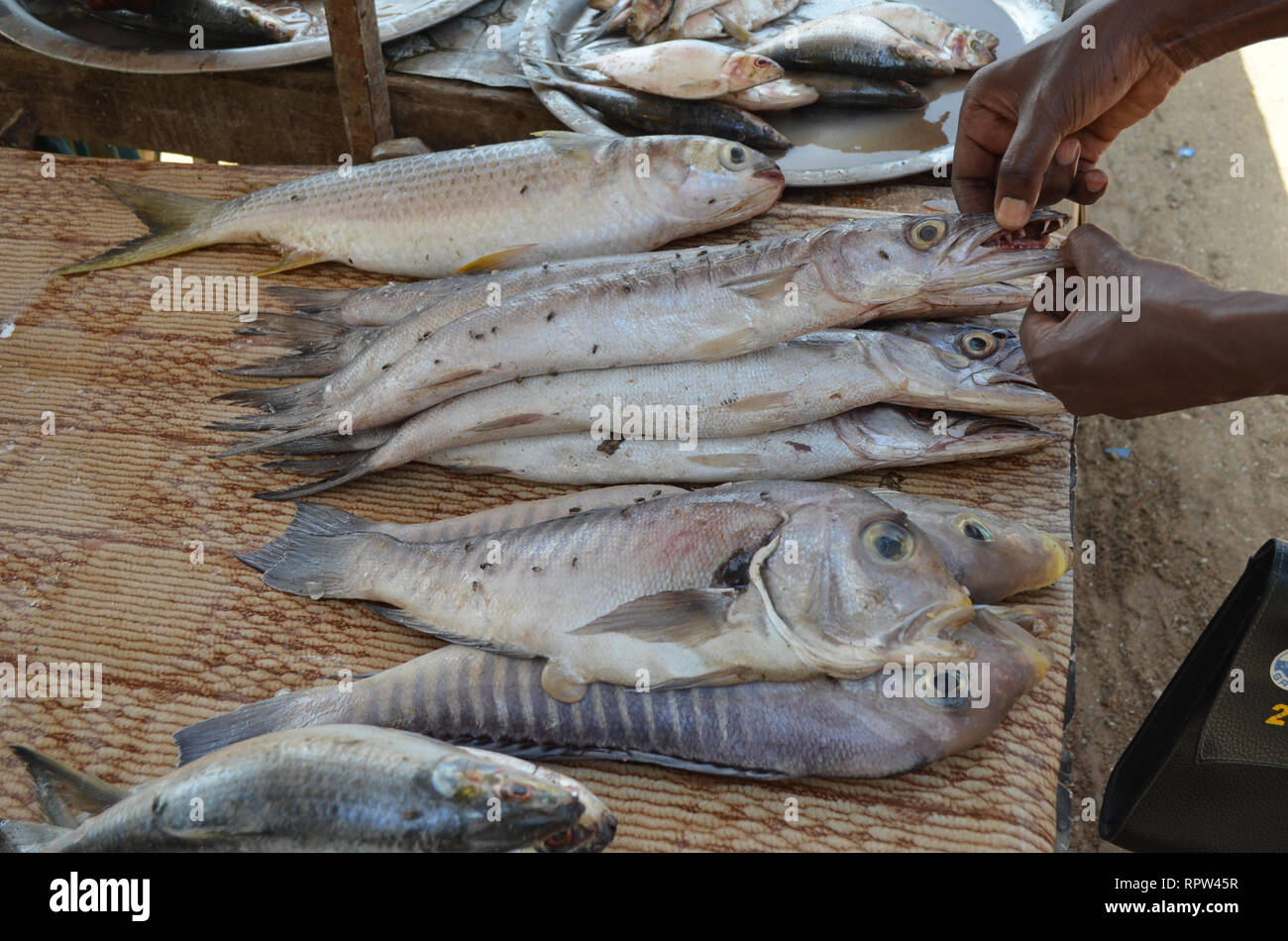 Fish for sale in the stalls of Mbour fish market, Senegal Stock Photo ...