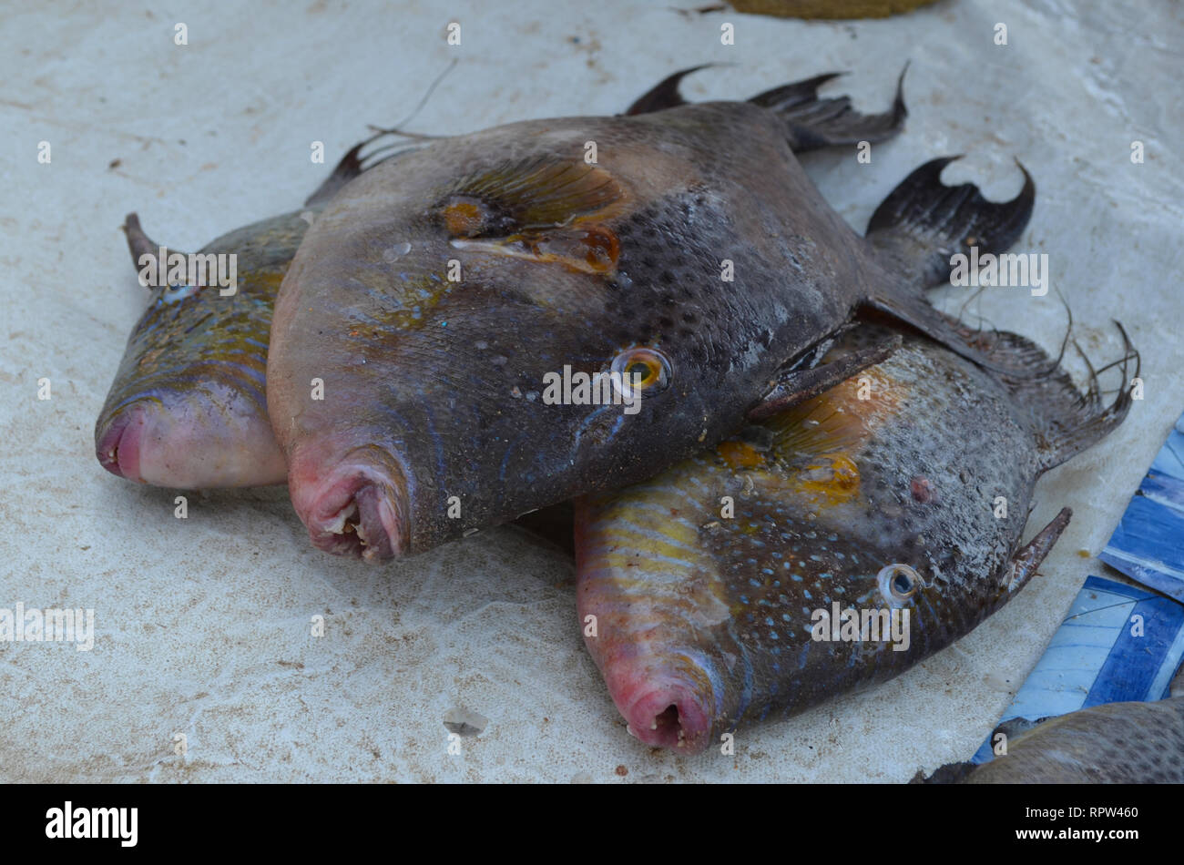 Fish for sale in the stalls of Mbour fish market, Senegal Stock Photo ...