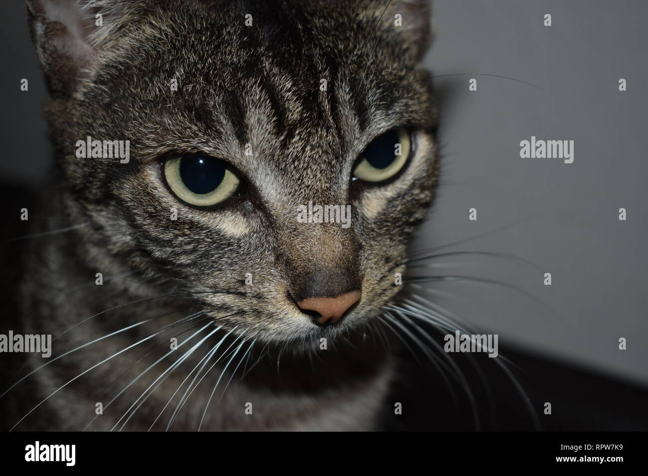 Orange cat staring hi-res stock photography and images - Alamy