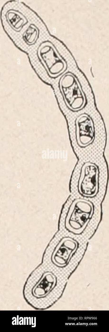 Ulothrix hi-res stock photography and images - Alamy